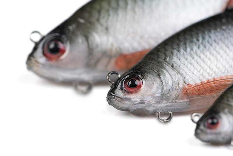 Leurre Souple Fox Rage Ultra Realistic Roach - Fish & Ship